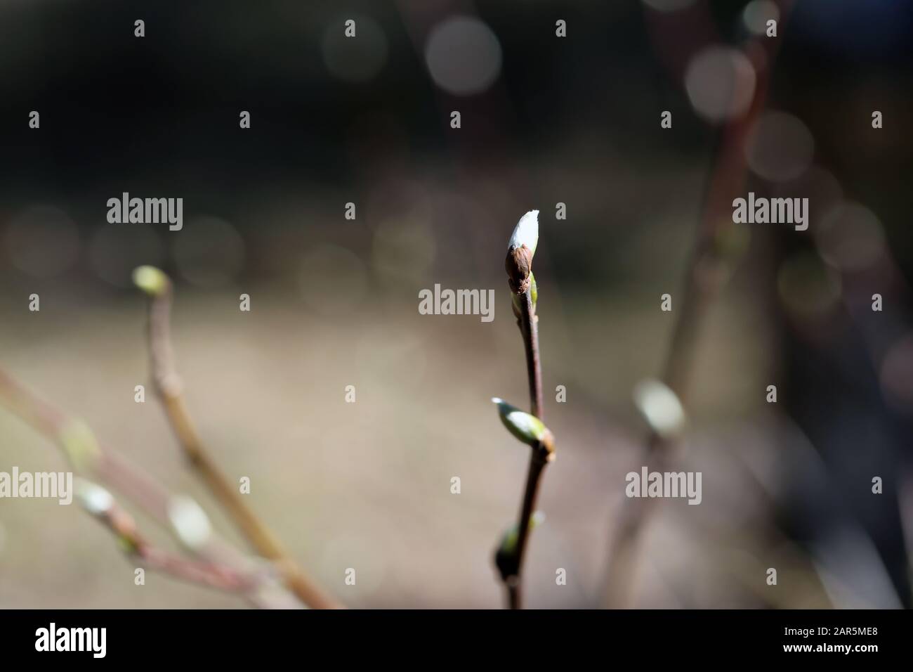 Willow tree branches photographed during sunny spring day just before ...