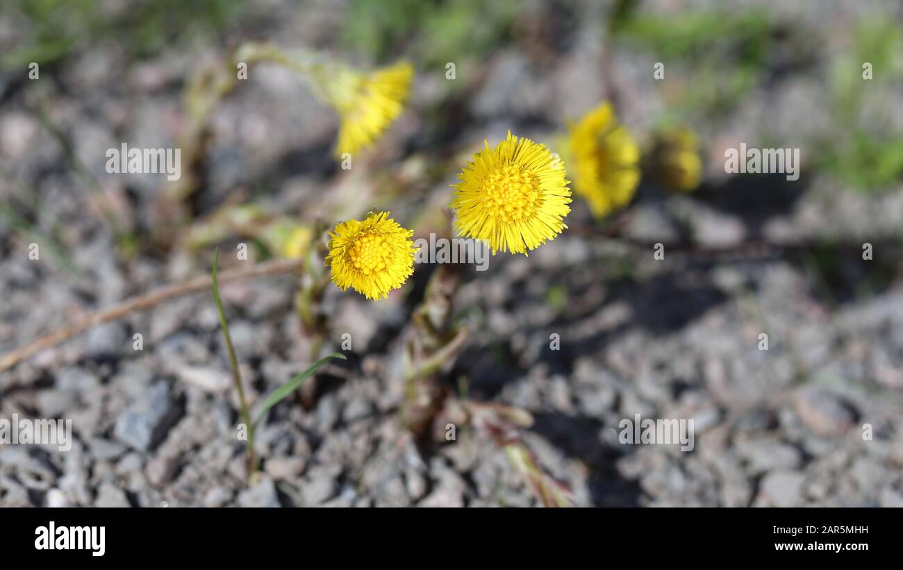 Coltsfoot (tussilago farfara) flowers photographed in southern Finland ...