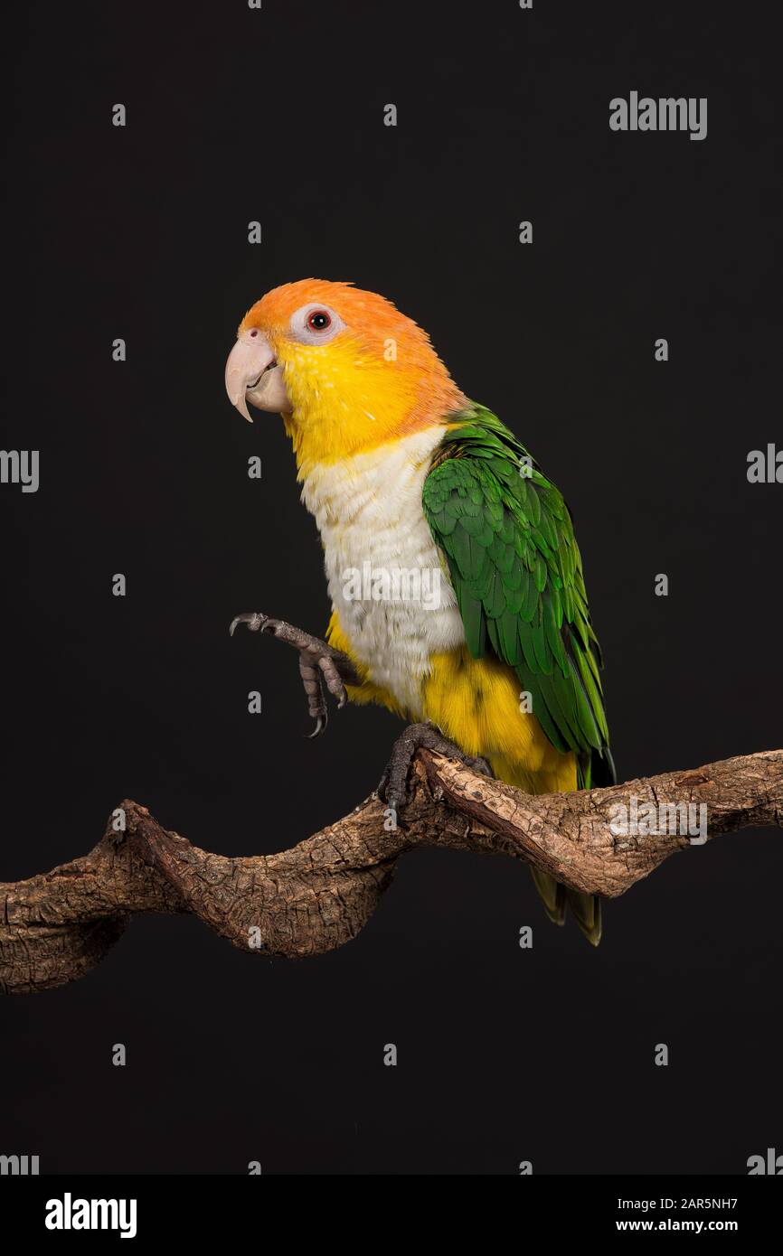 Single caique bird looking at the side lifting its paw on a black ...