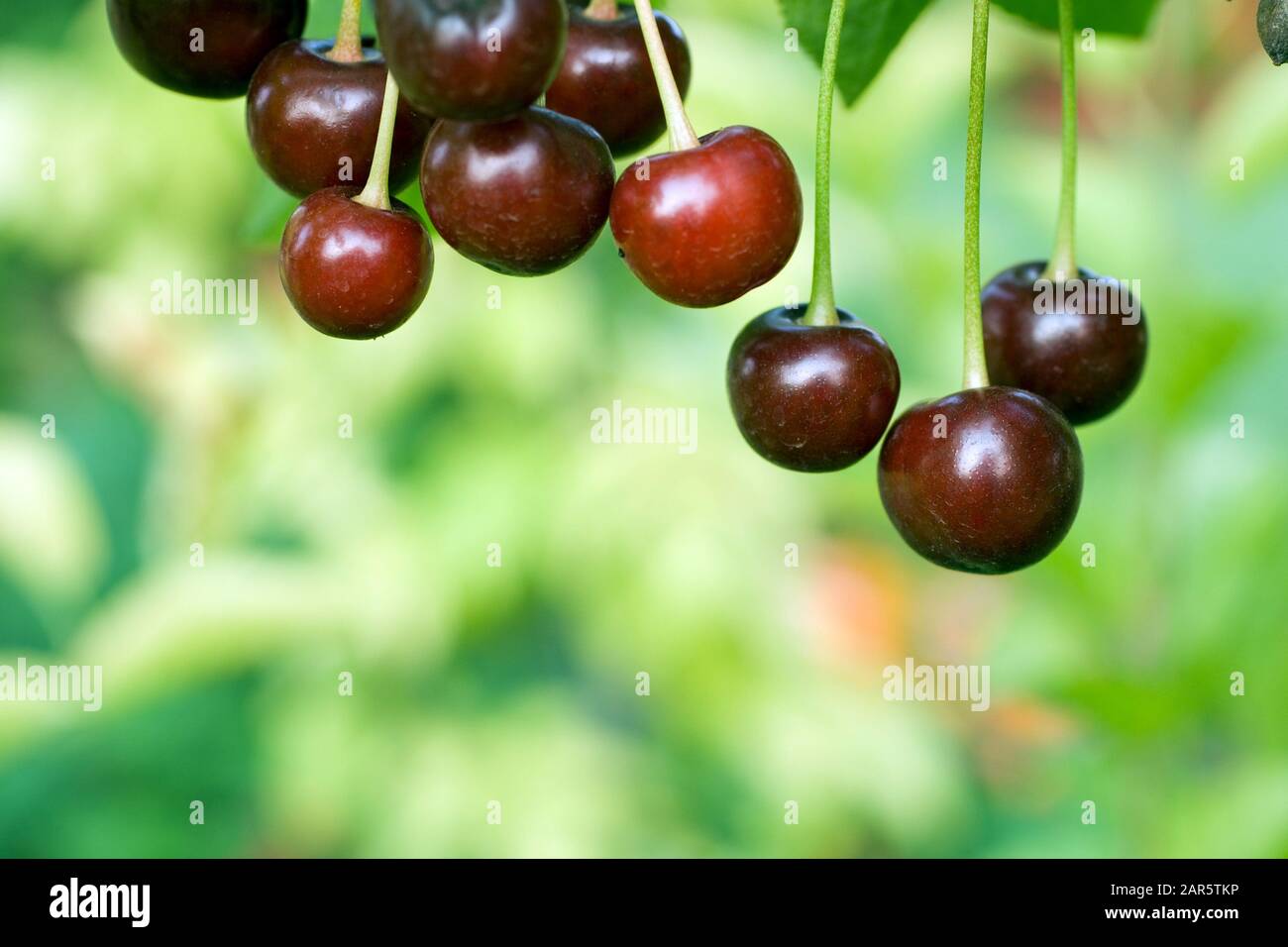 Ripe cherries hanging from a cherry tree branch Stock Photo - Alamy