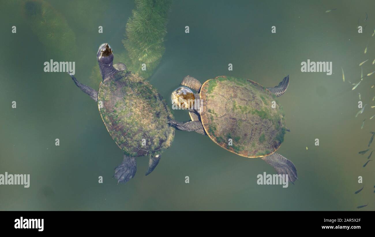 River turtle hi-res stock photography and images - Alamy