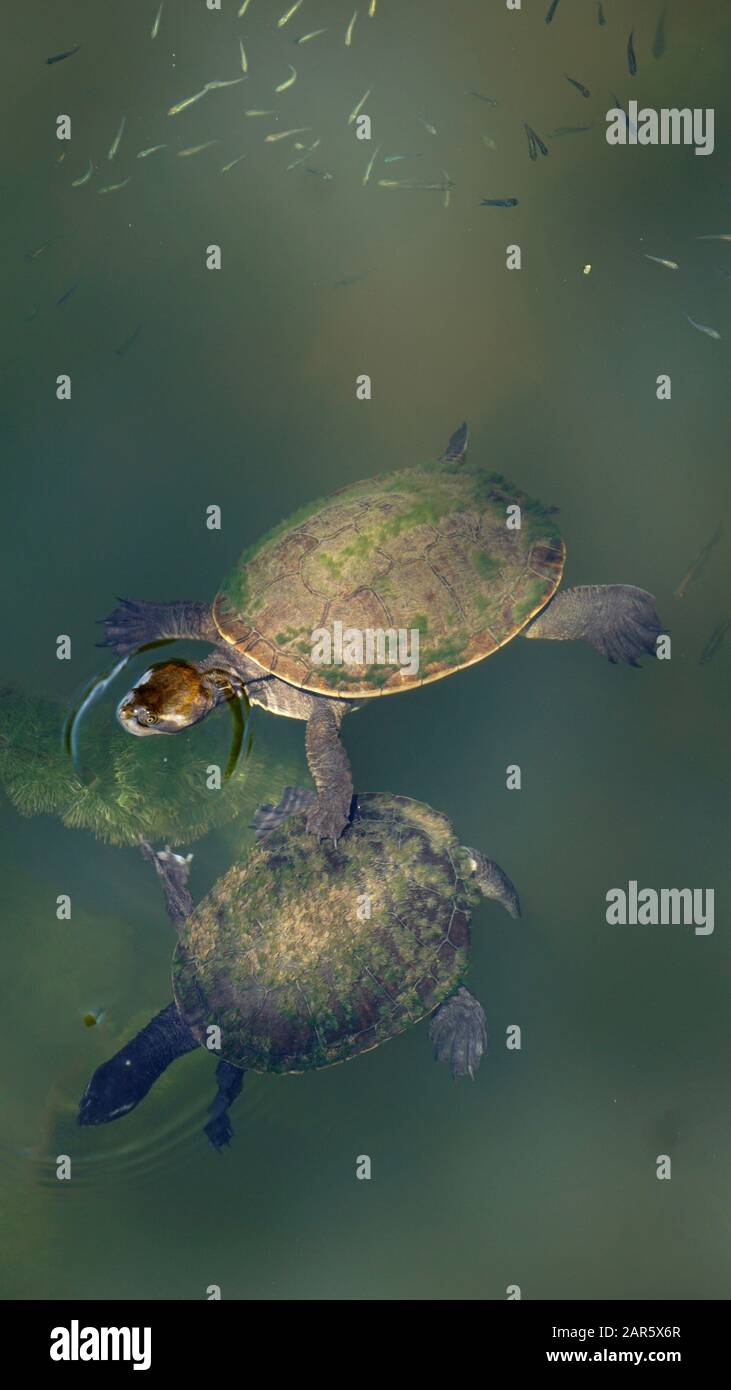 Turtle swimming with school of fish hi-res stock photography and images ...
