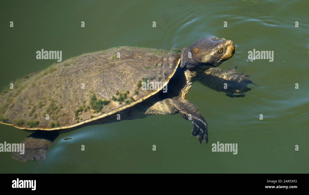 Australian frehwater turtle hi-res stock photography and images - Alamy