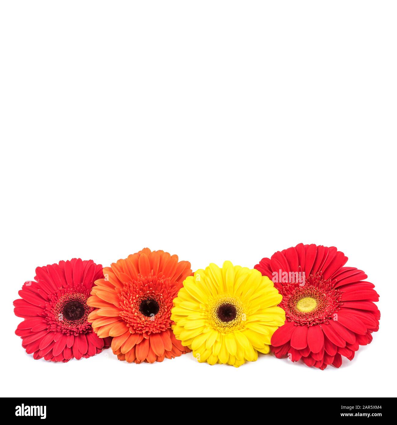 Four gerbera flowers isolated on white background Stock Photo - Alamy