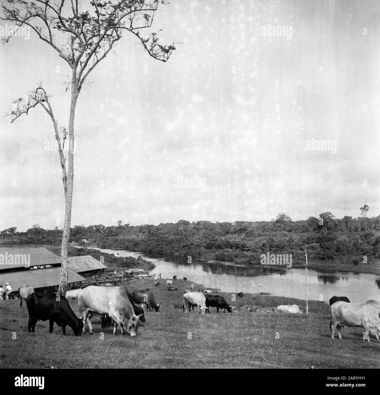 Travel to Suriname and the Netherlands Antilles Cows in Moengo in ...