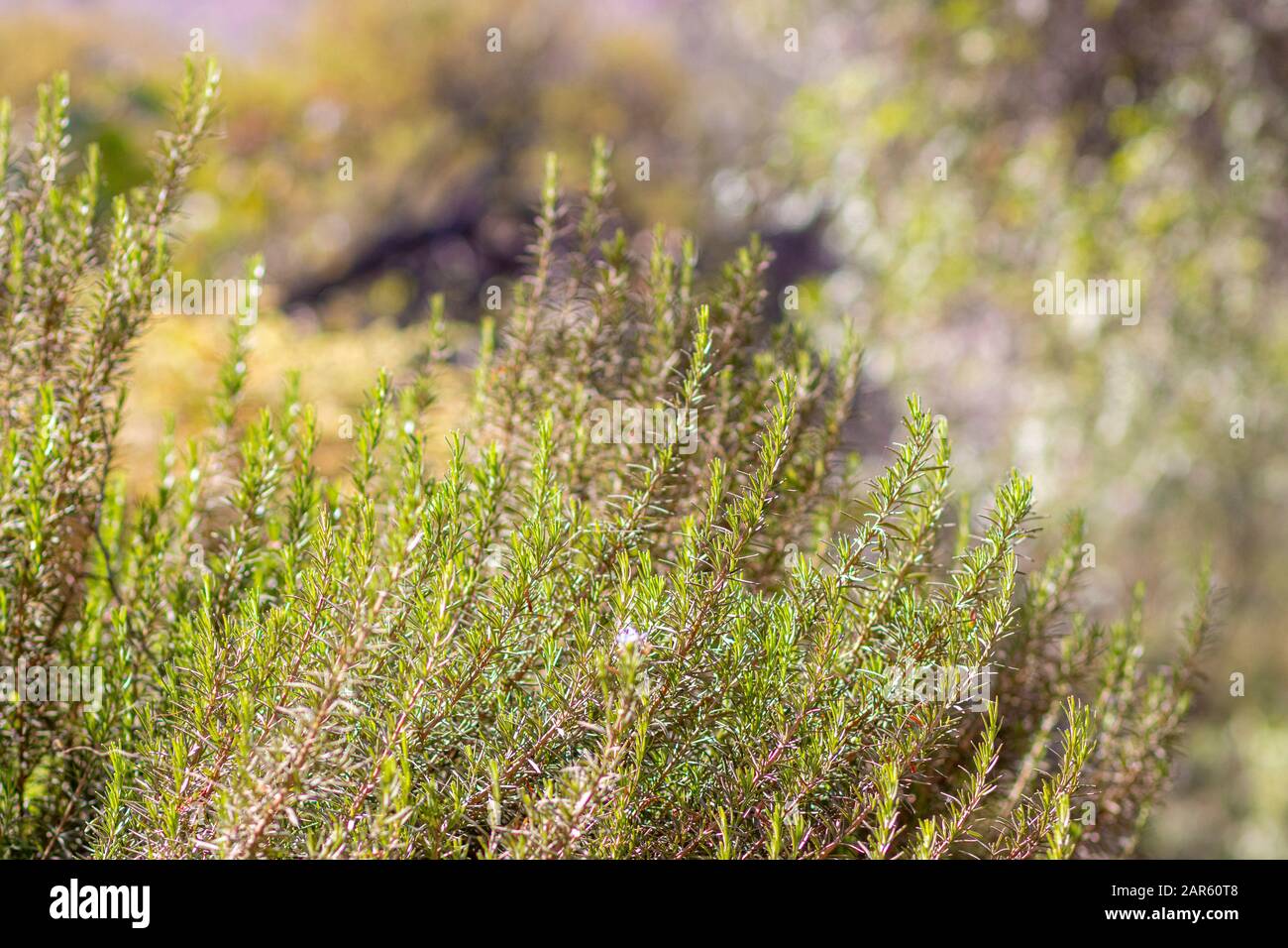 Rosemary tree hi-res stock photography and images - Alamy