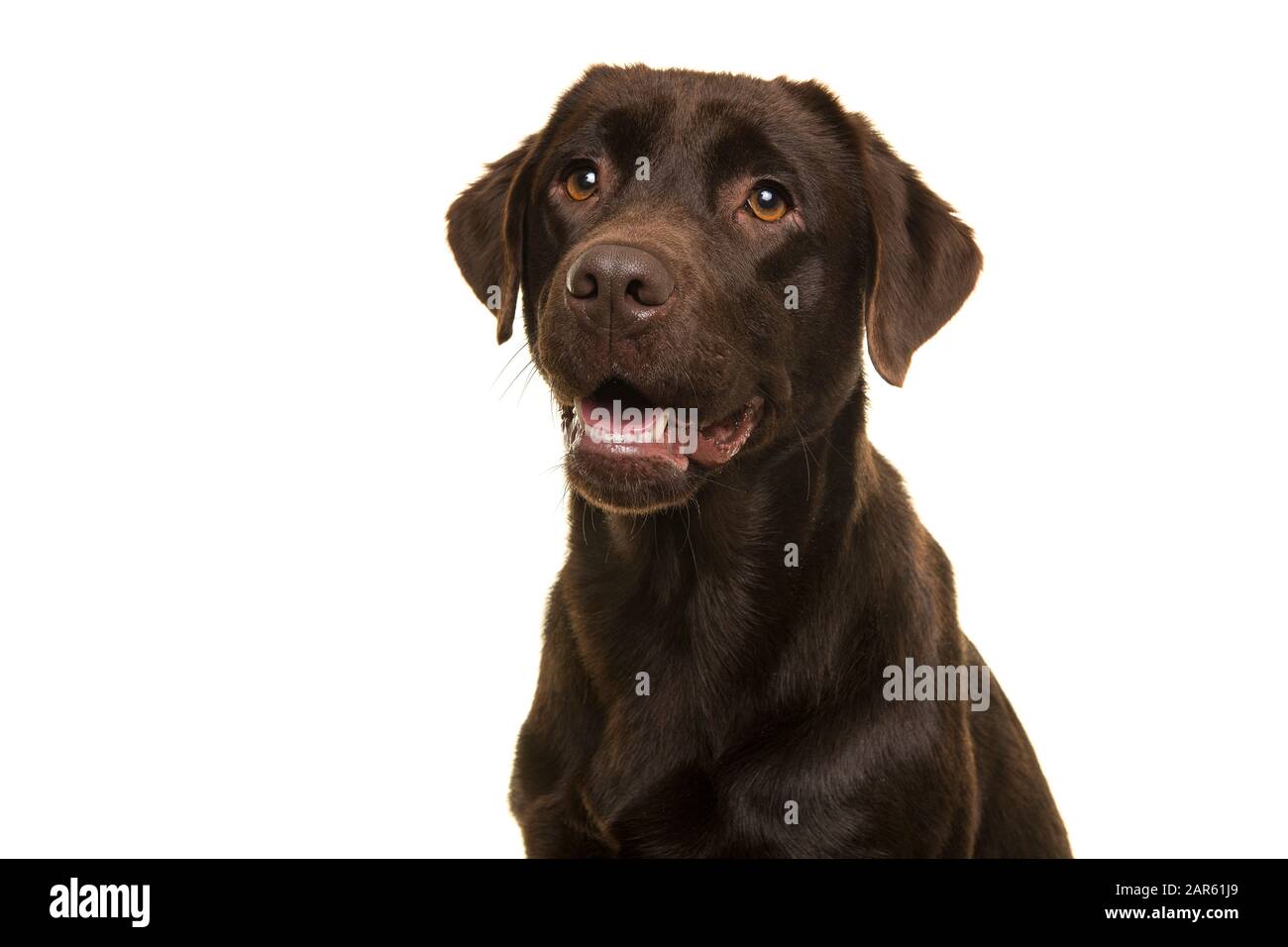 Chocolate labrador portrait up hi-res stock photography and images - Alamy