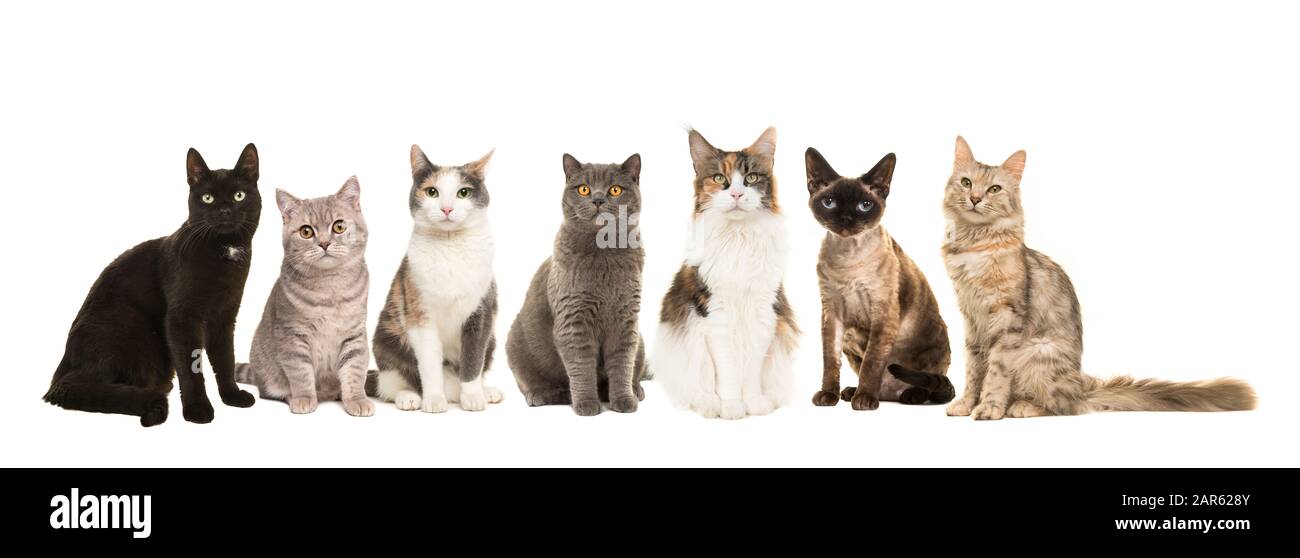 Group of various breeds of cats sitting next to each other looking at ...