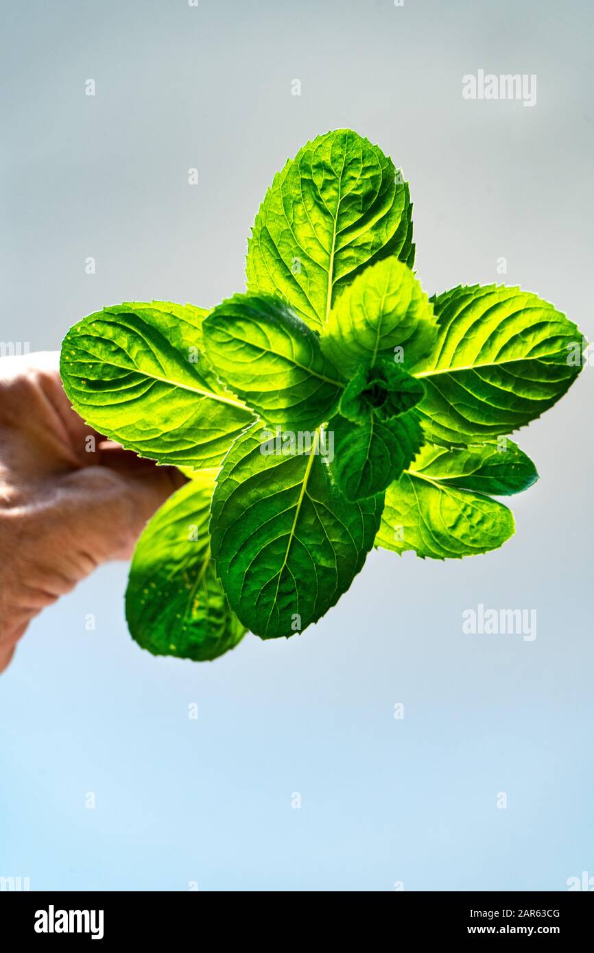 Hold a sprig of fresh mint in your hand under the bright rays of the ...