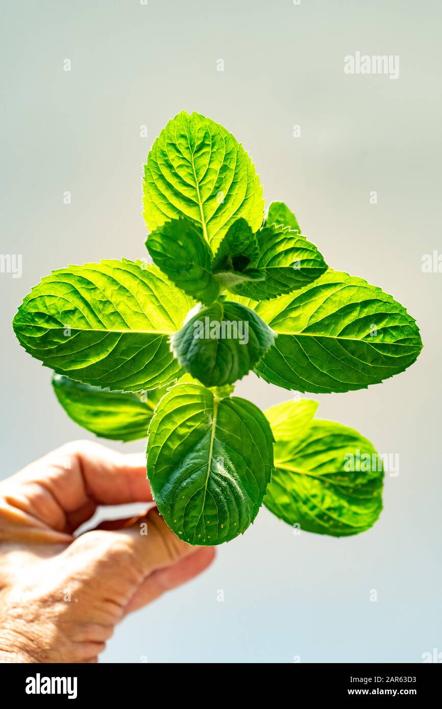 Hold a sprig of fresh mint in your hand under the bright rays of the ...