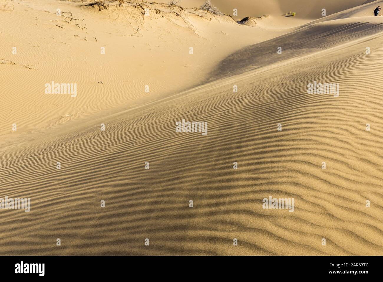 Ripple marks on a dune on Maranjab Desert located in Aran va bidgol ...
