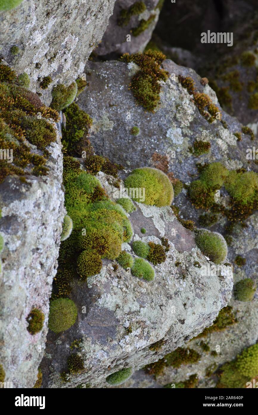 Lichen types hi-res stock photography and images - Alamy