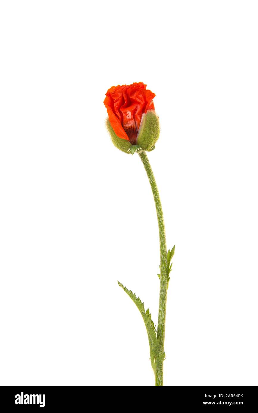 Bud of a red poppy flower just opening isolated on a white background ...