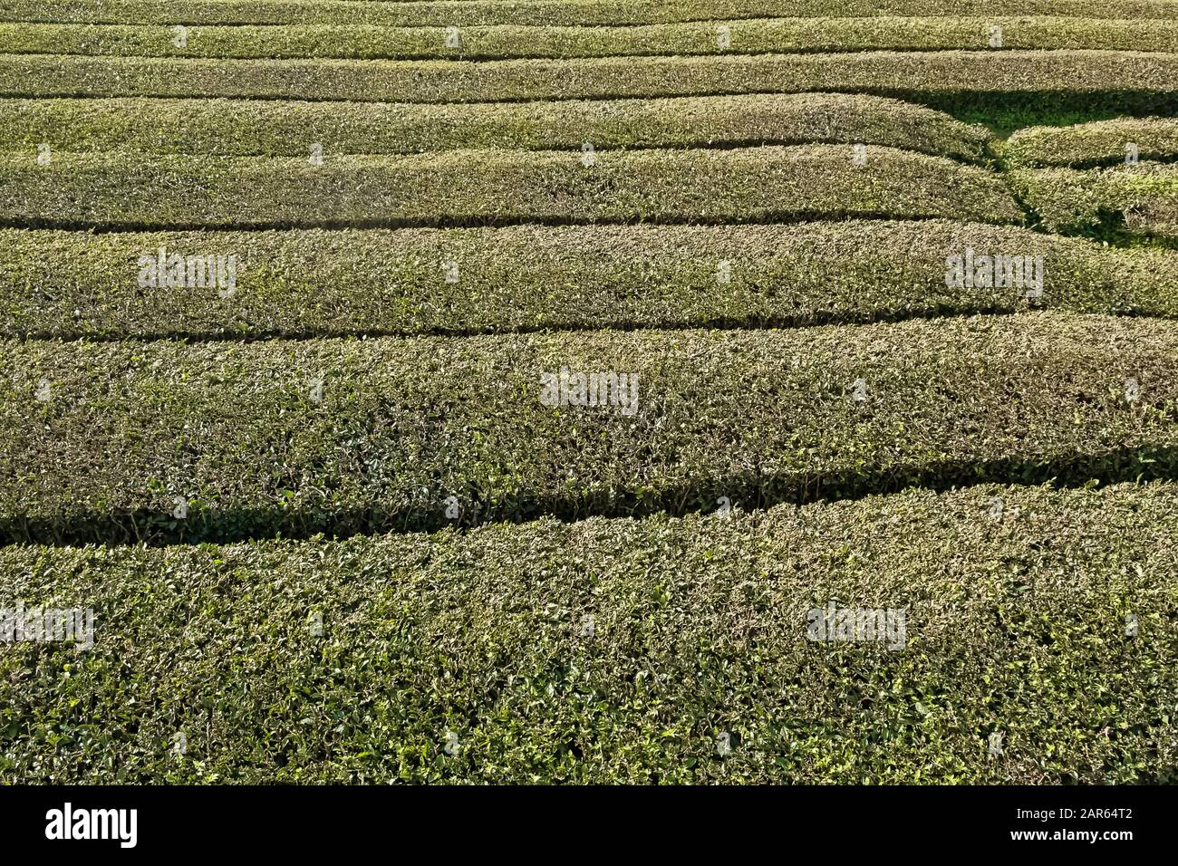 Tea garden rows hi-res stock photography and images - Alamy