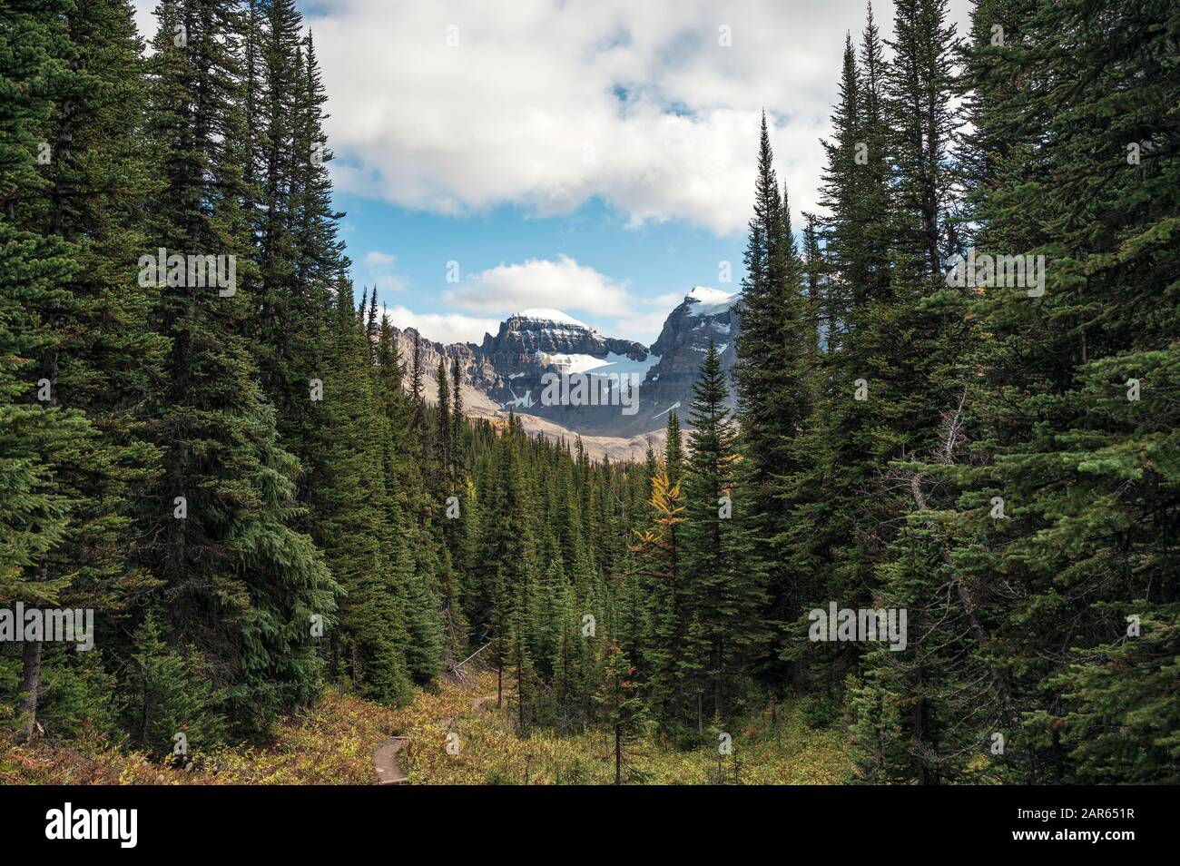 Deep pine forest with rocky mountains in Assiniboine provincial park at ...