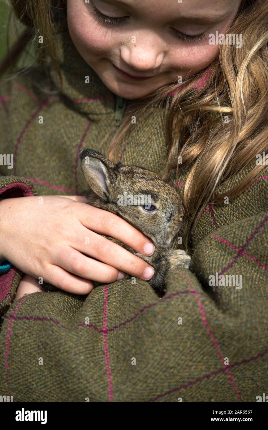 Half wild half domestic rabbit hi-res stock photography and images - Alamy