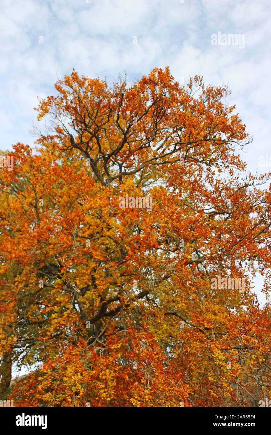 Genfinnan hi-res stock photography and images - Alamy