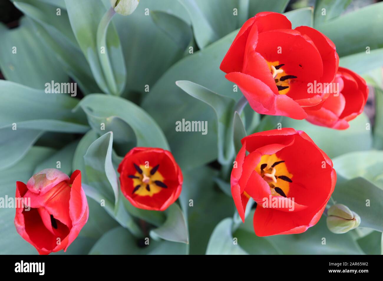 Budding tulips hi-res stock photography and images - Alamy