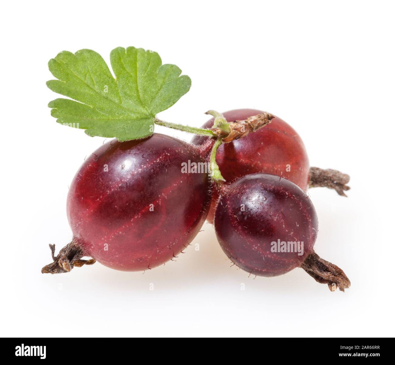 Gooseberry isolated on white background Stock Photo - Alamy