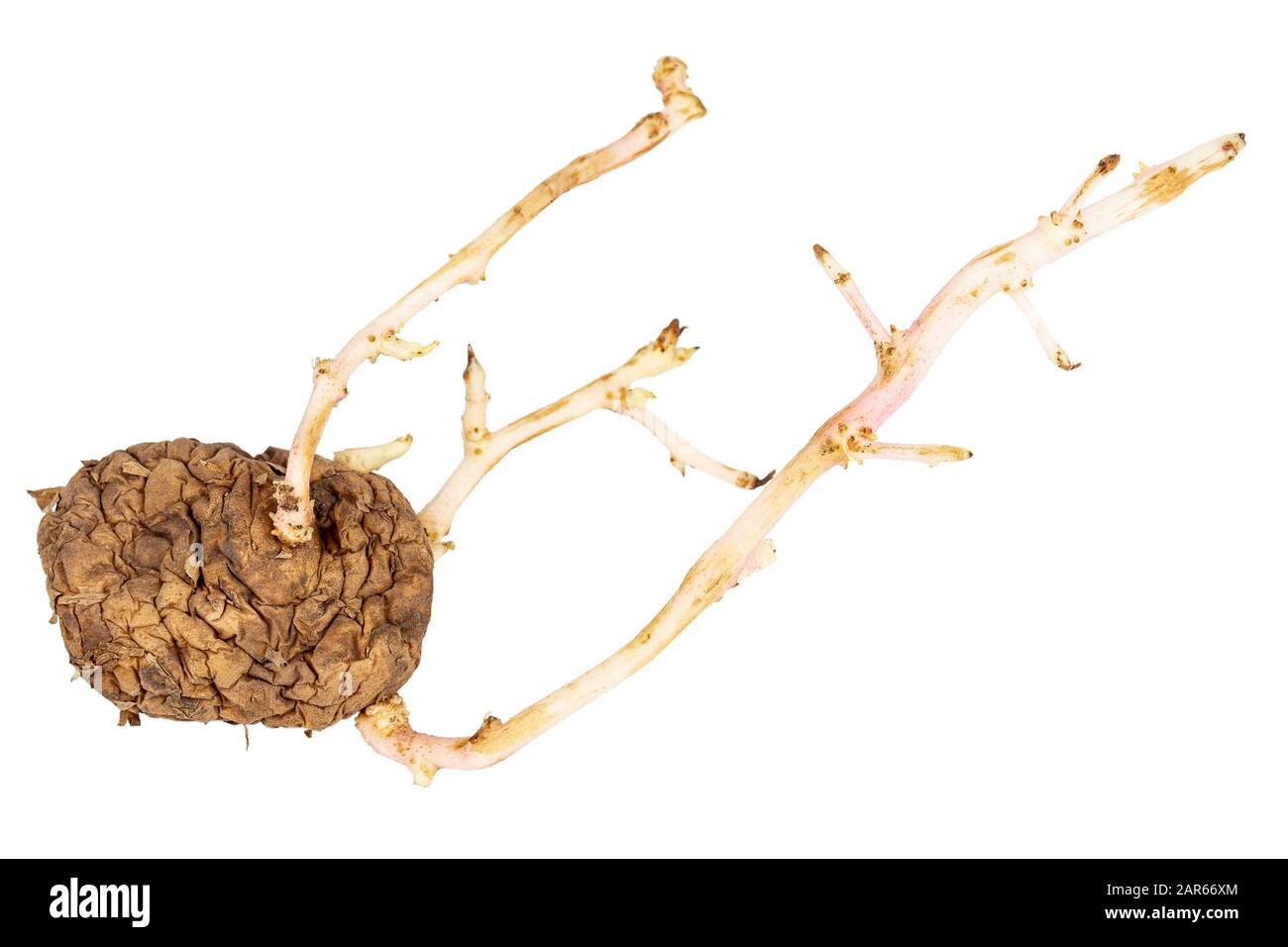 Old germinated yellow potato isolated on white background. Big sprouts ...