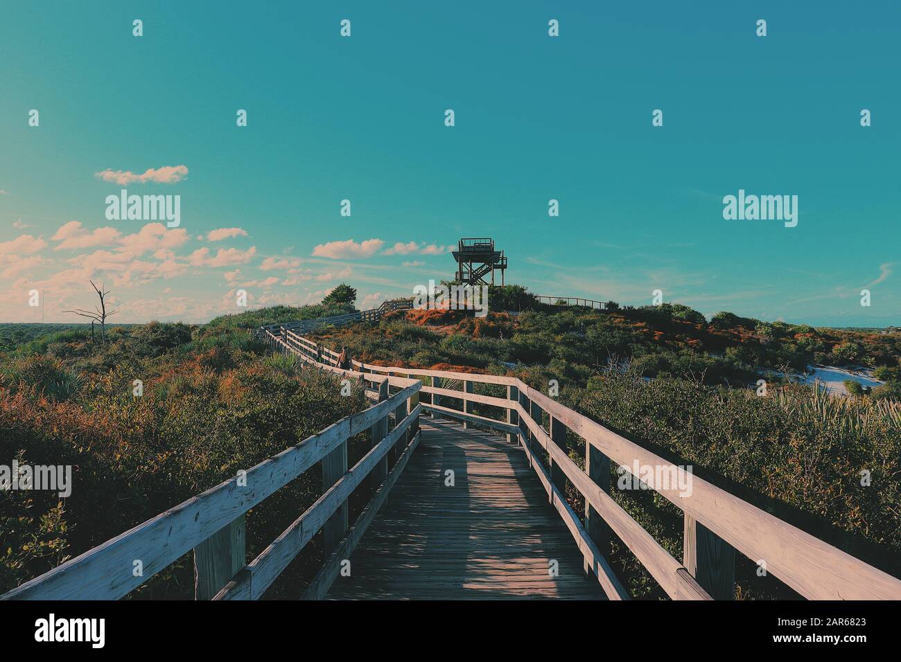 A beautifully edited picture of a winding, wooded, walkway surrounded ...