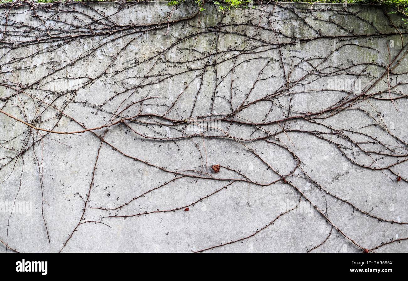 Detailed close up on weathered concrete and cement walls at modern ...