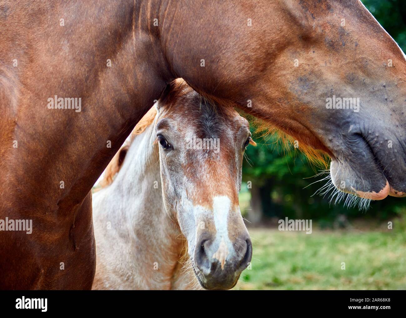 Image of foal under the chin off mother horse Stock Photo - Alamy