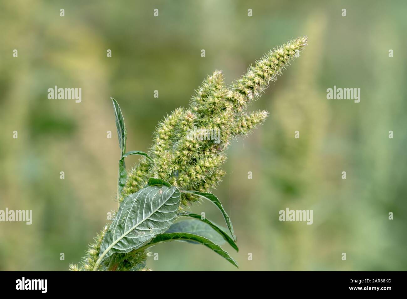 Millet plant hi-res stock photography and images - Alamy