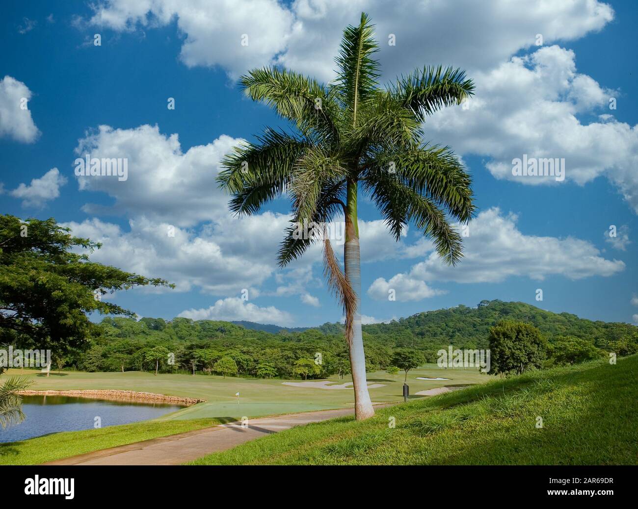 Tree golf hi-res stock photography and images - Alamy