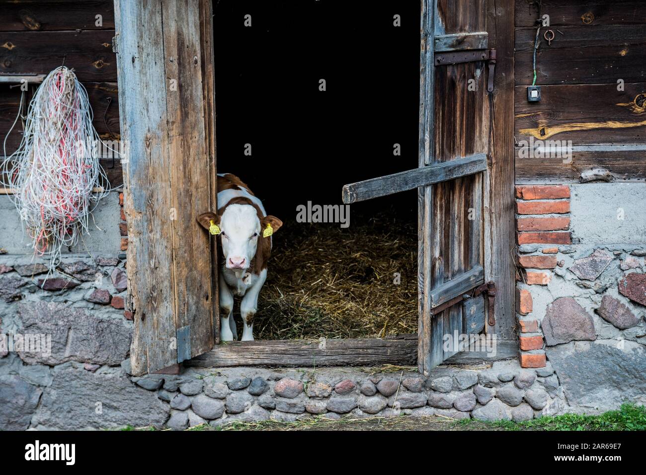 Old cow barn hi-res stock photography and images - Alamy