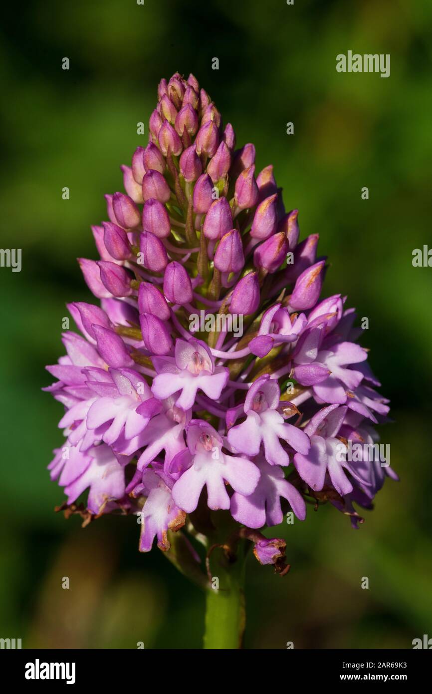 The pyramid orchid anacamptis pyramidalis hi-res stock photography and ...