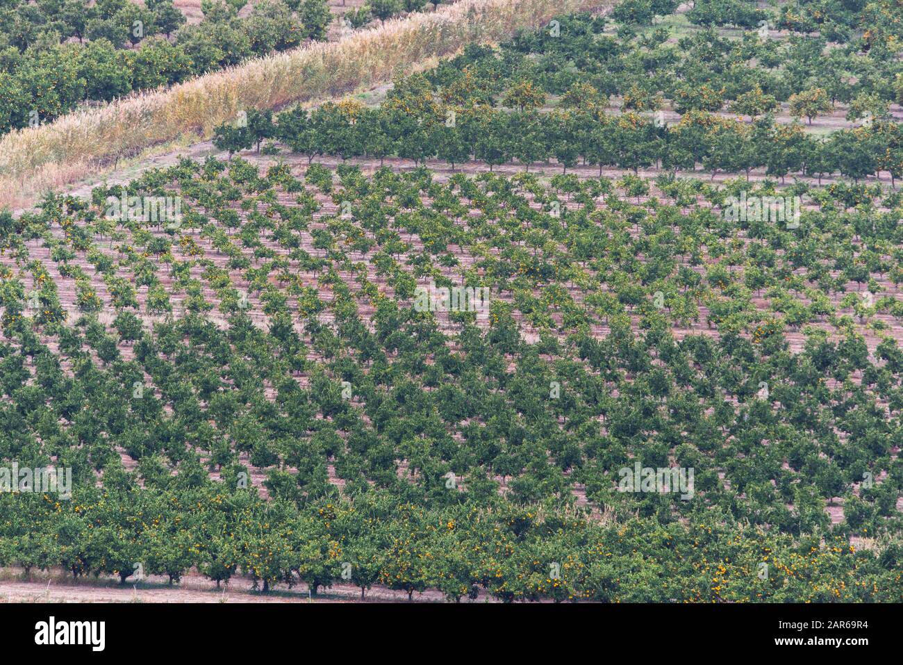 A view of the irrigated agricultural orchards and fields in the delta ...