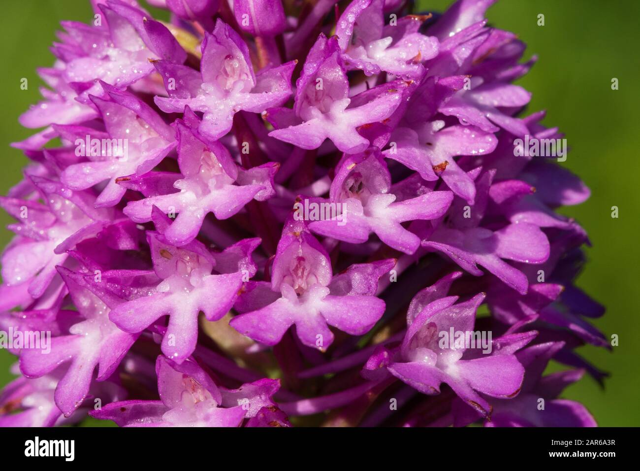 Close up of a pyramid orchid (anacamptis pyramidalis) in bloom Stock ...