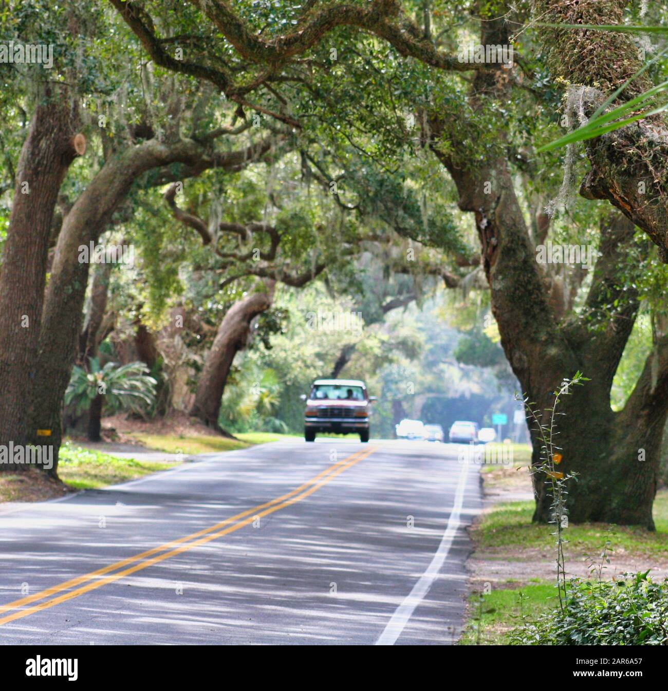 Tree Tunnel on Southern Road with a truck in the distance Stock Photo ...