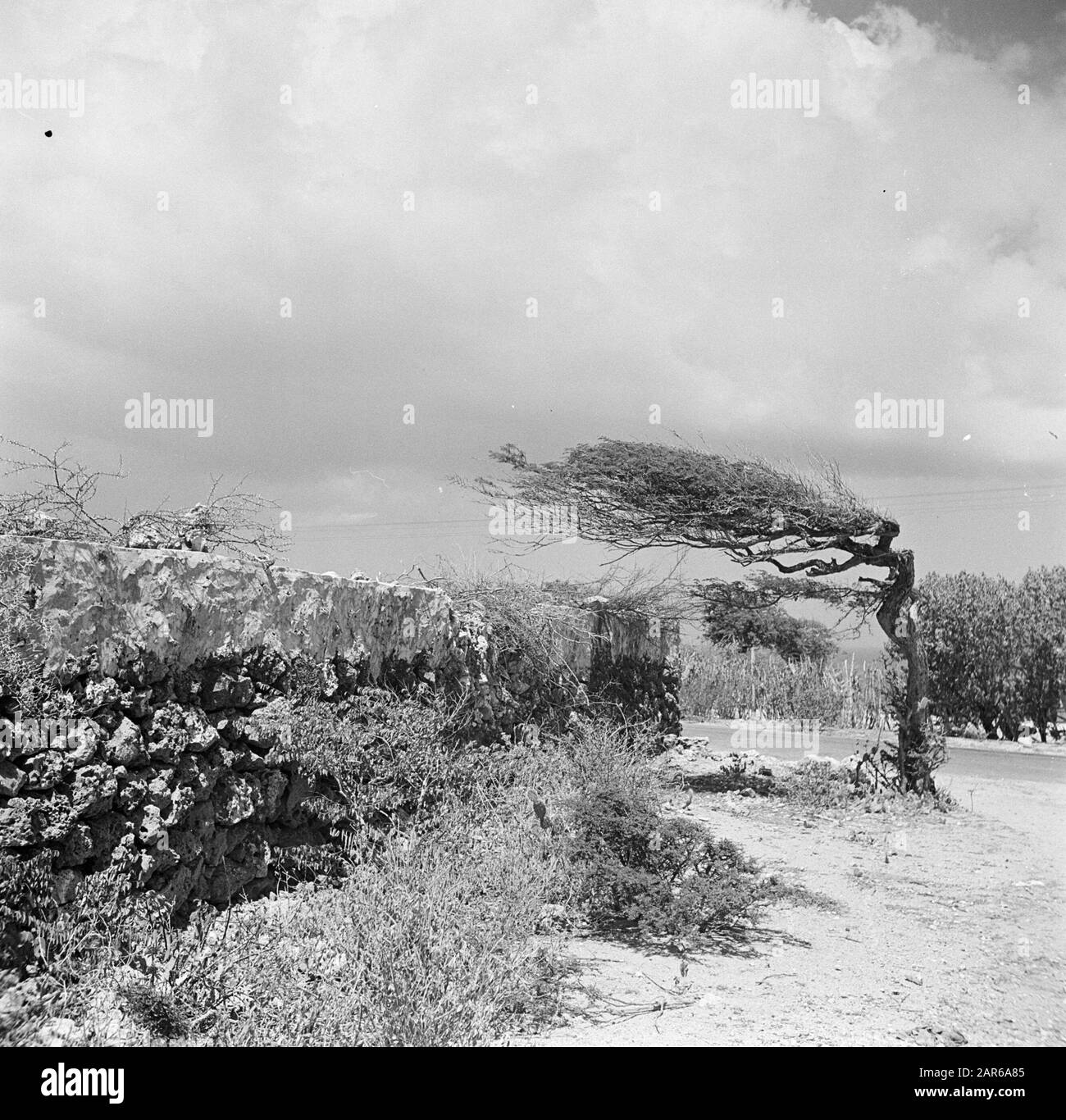 Divi divi tree Black and White Stock Photos & Images - Alamy