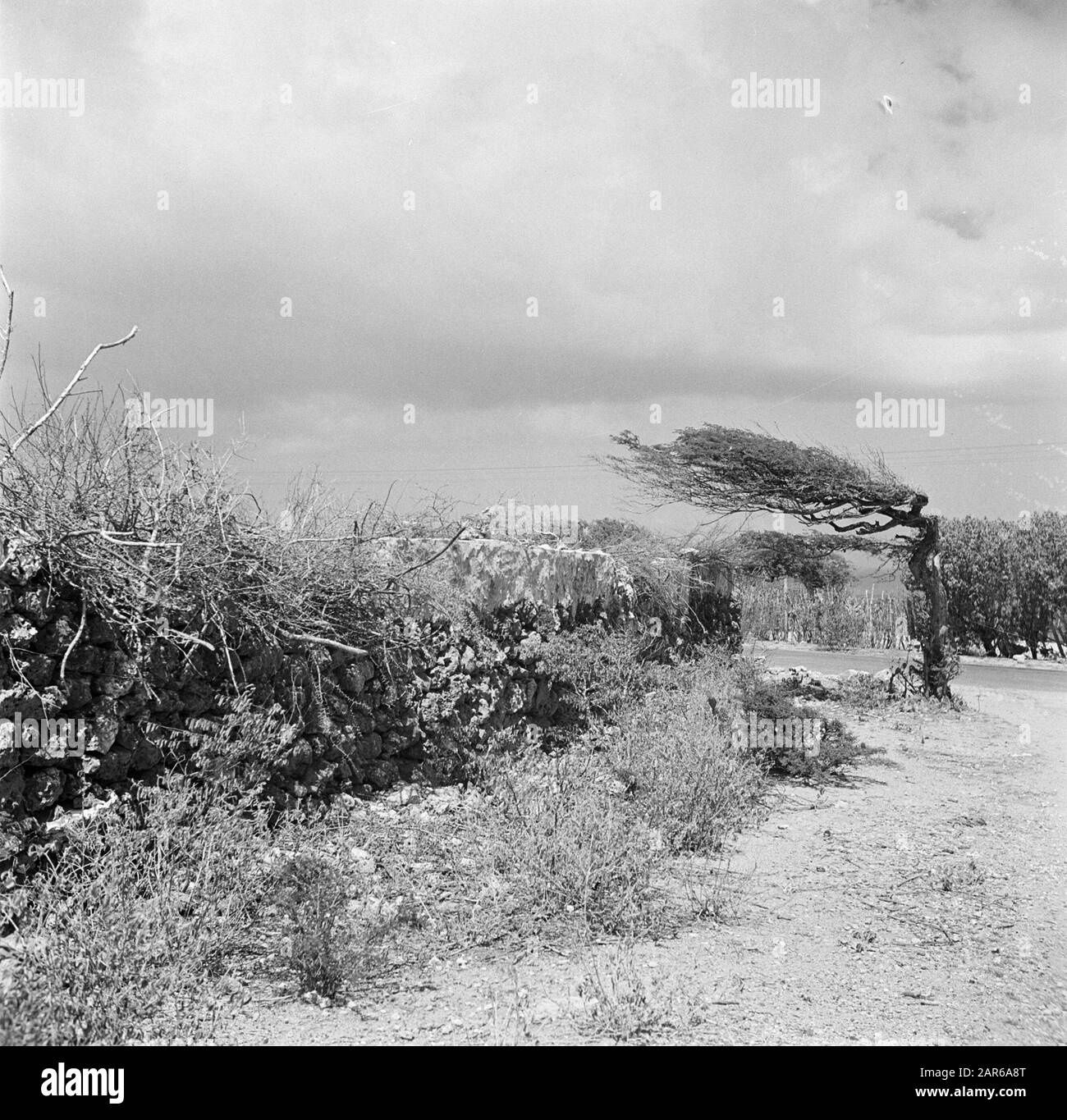 Divi divi tree Black and White Stock Photos & Images - Alamy