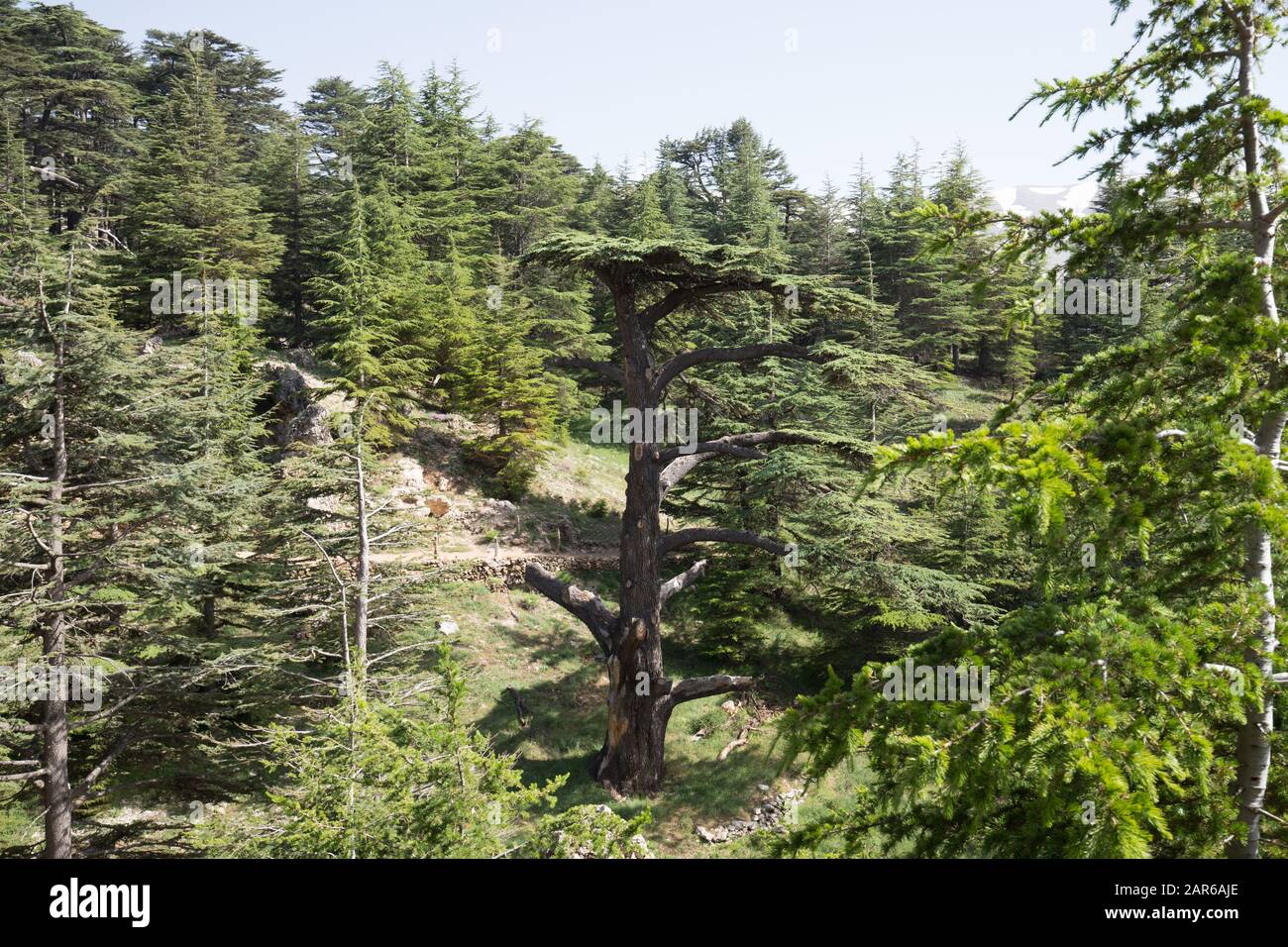 Cedars of god nature reserve hi-res stock photography and images - Alamy