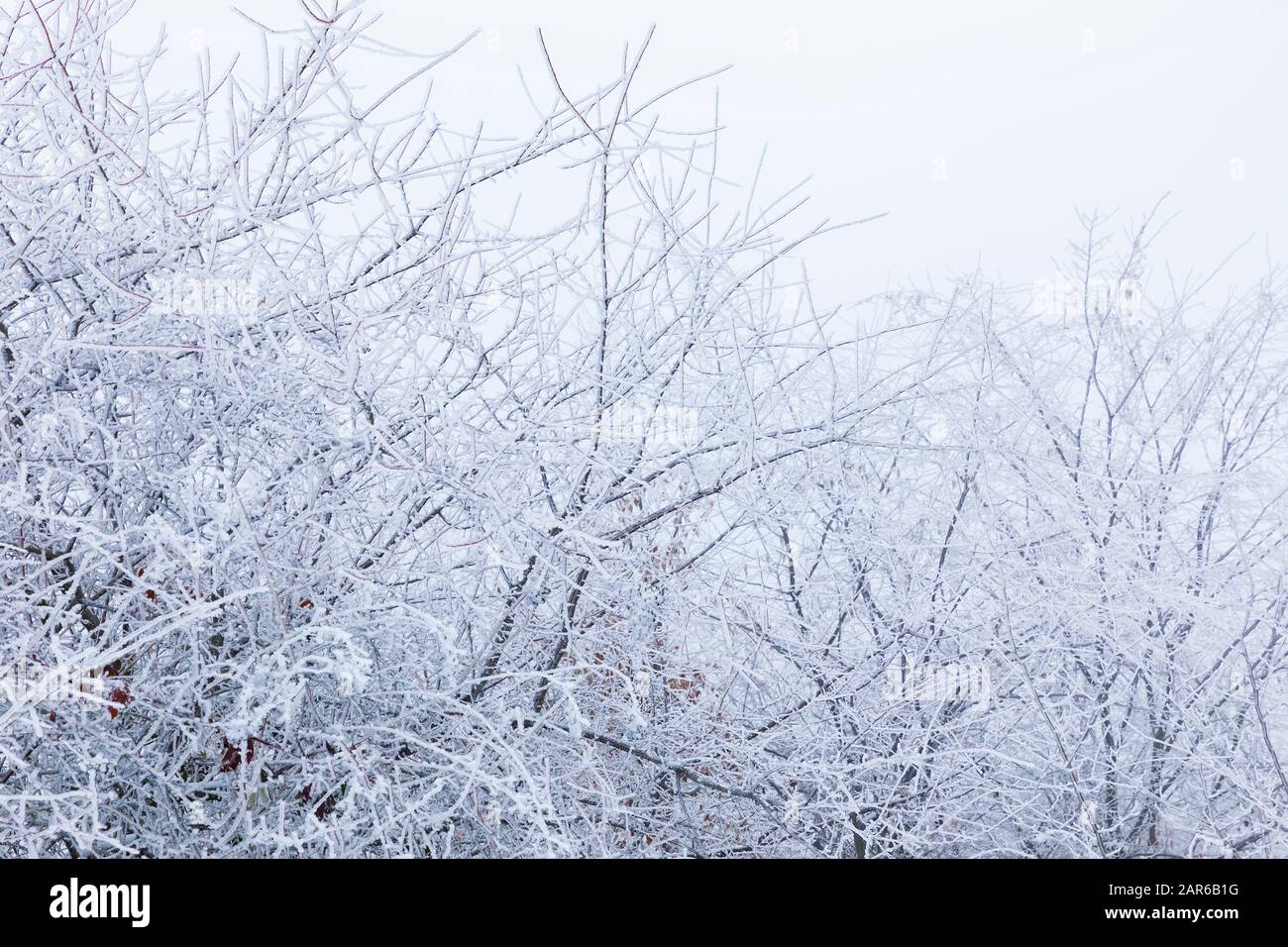 Frozen tree branches in the forest Stock Photo - Alamy