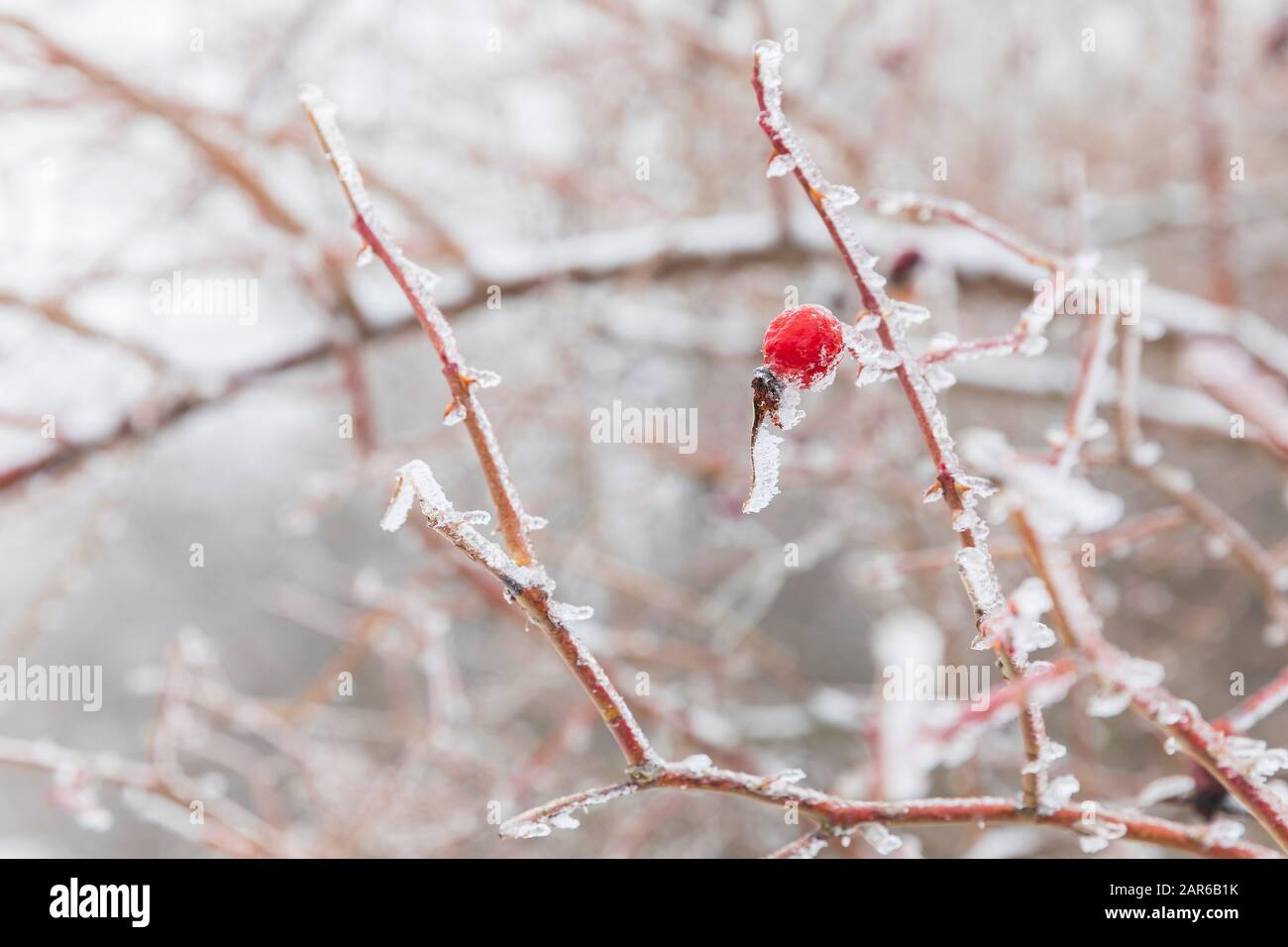Frozen hawthorn hi-res stock photography and images - Alamy