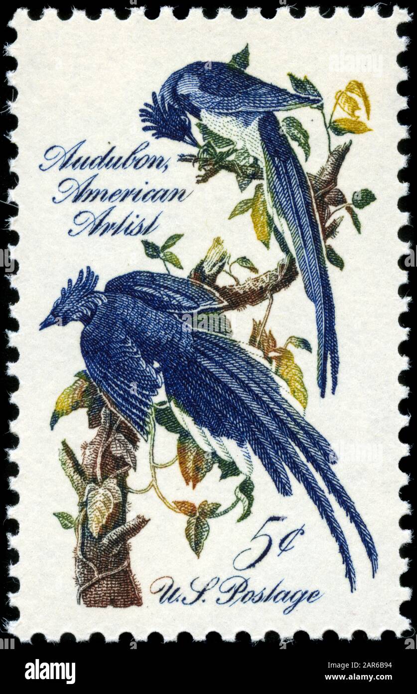Black throated magpie jay hi-res stock photography and images - Alamy
