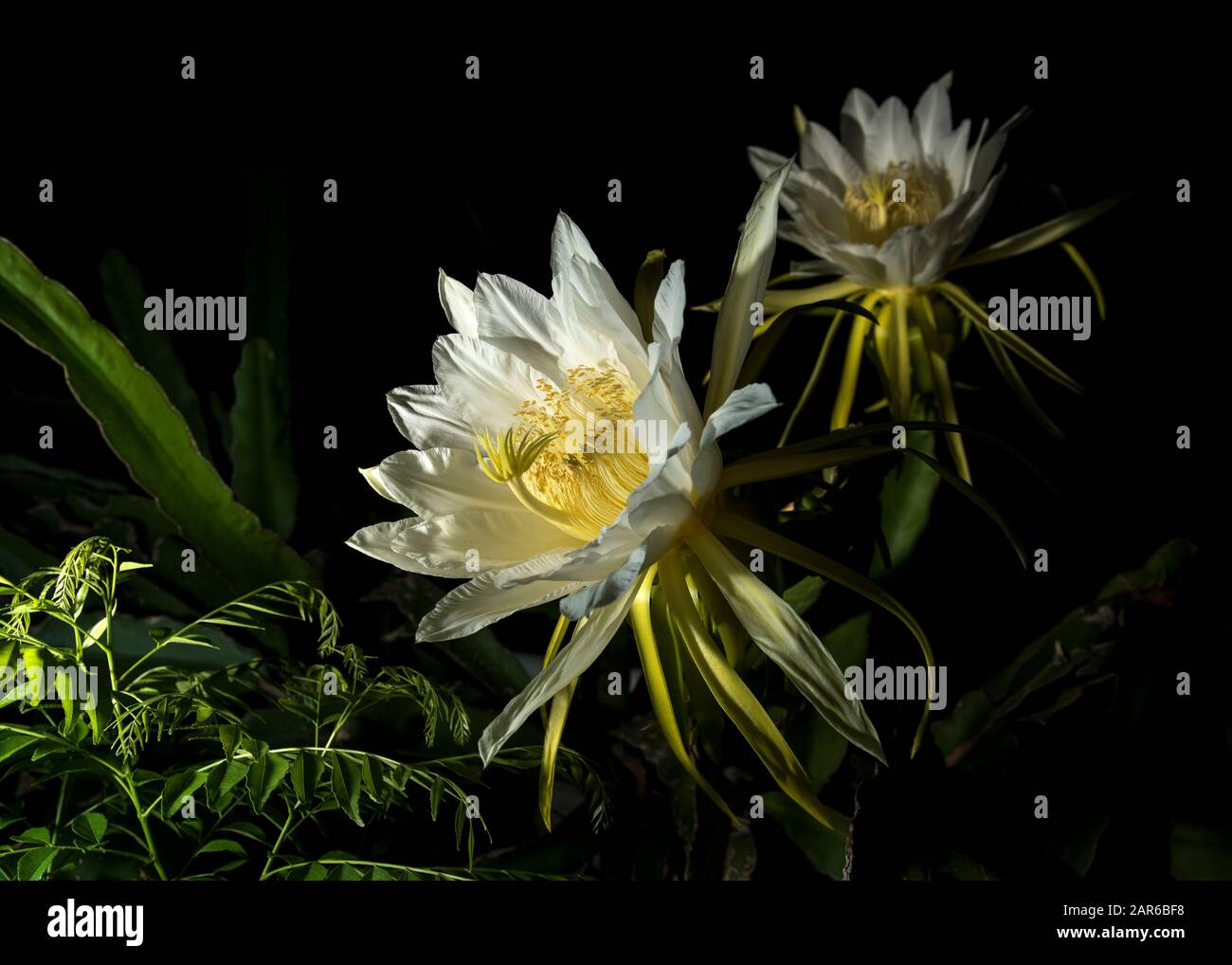 Dragon fruit flower (Hylocereus sp), aka pitahaya or pitaya Stock Photo ...