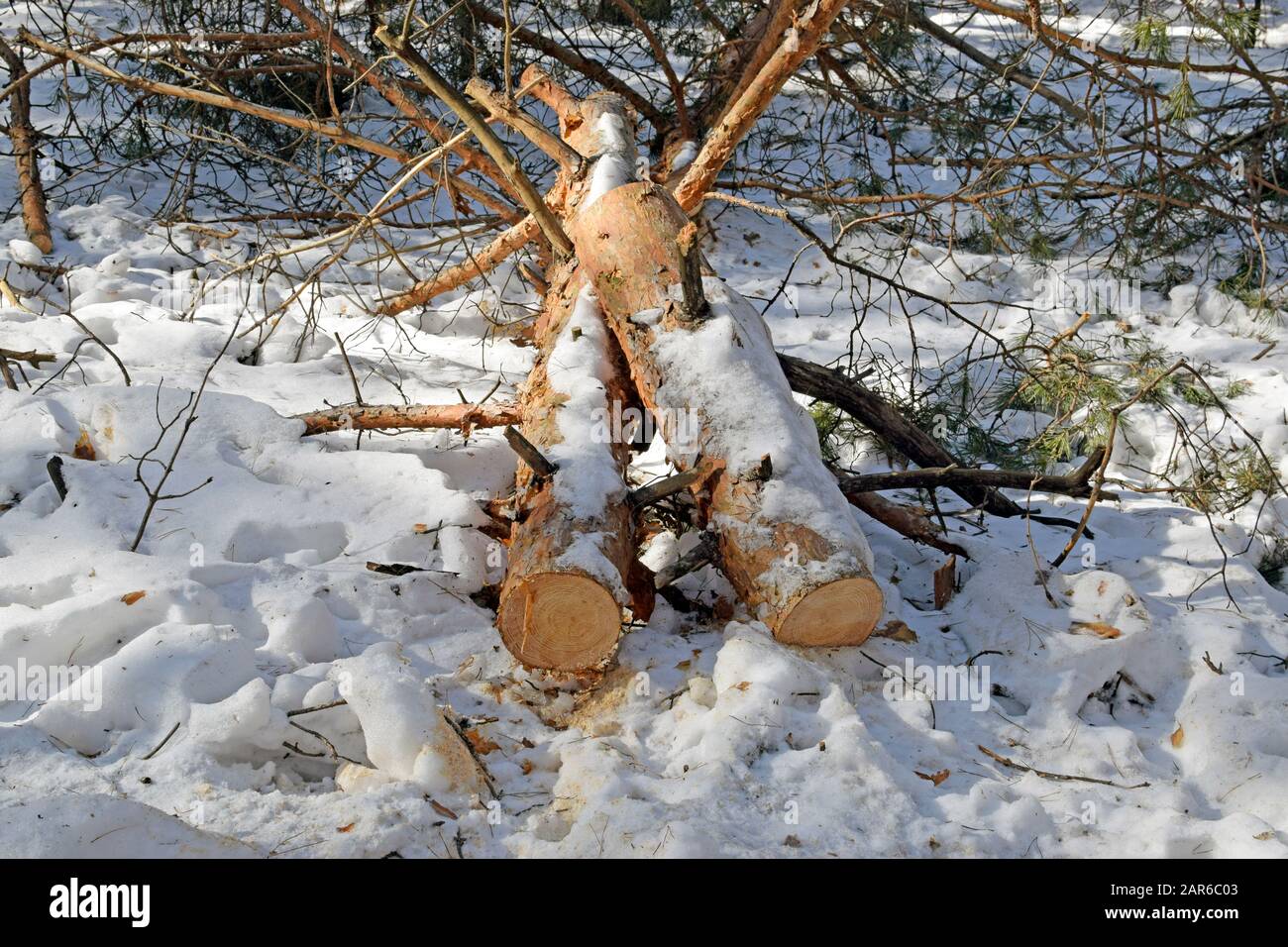 Cut sawn trees in a pine forest. Sawed tree trunk in the snow ...