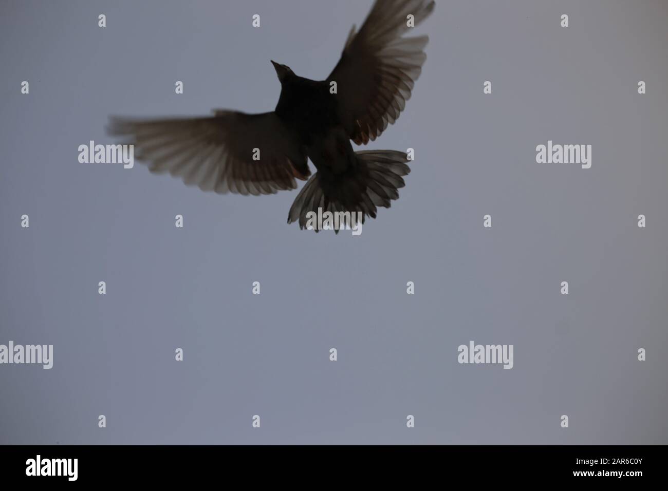 Hazrat shahjalal mazar hi-res stock photography and images - Alamy