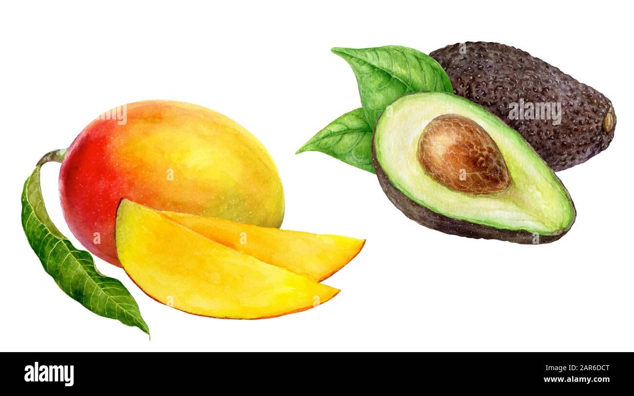 Avocado mango set watercolor isolated on white background Stock Photo ...