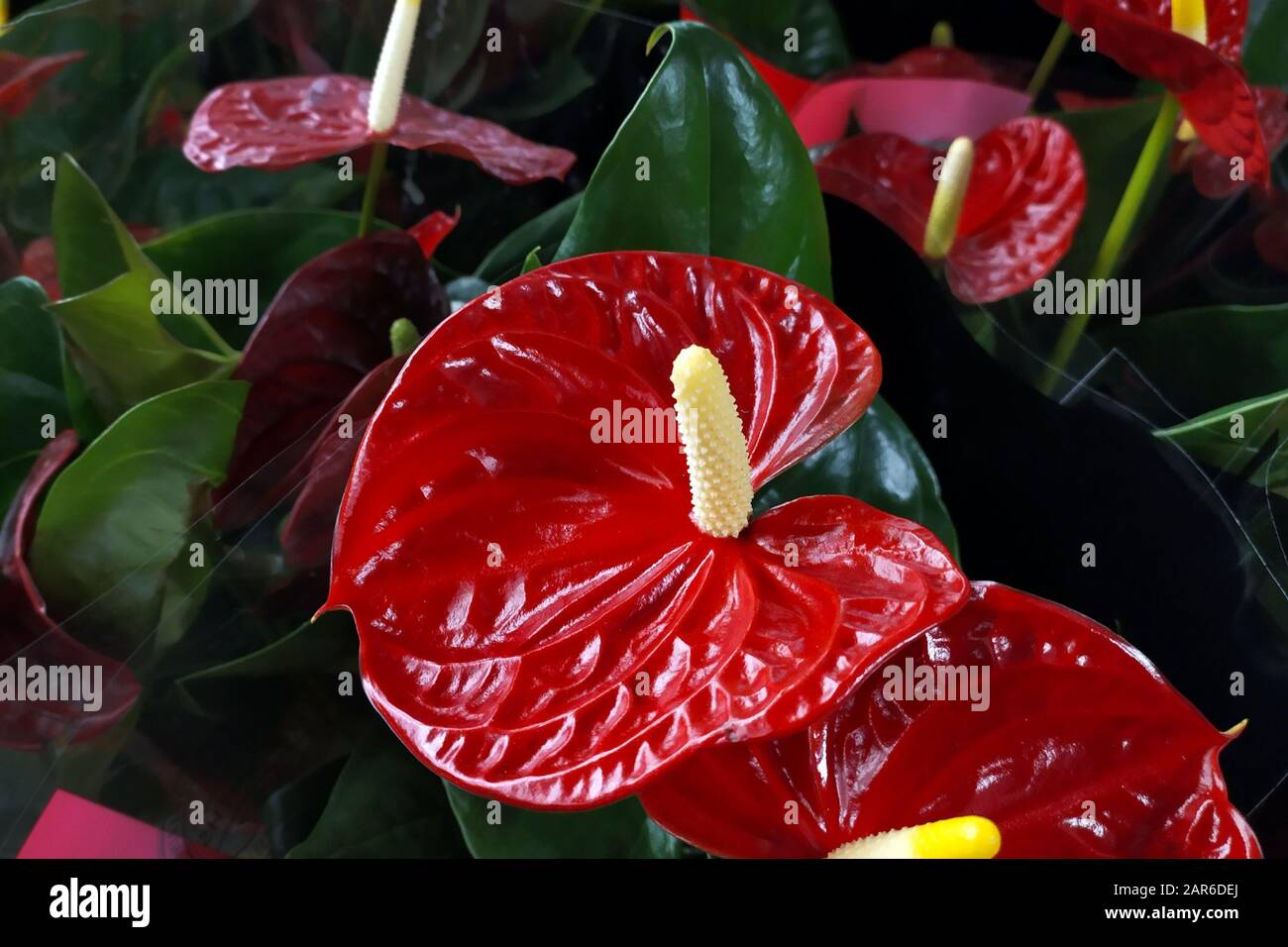 Indoor flower Anthurium. Red Anthurium flowers close-up. Flowering ...