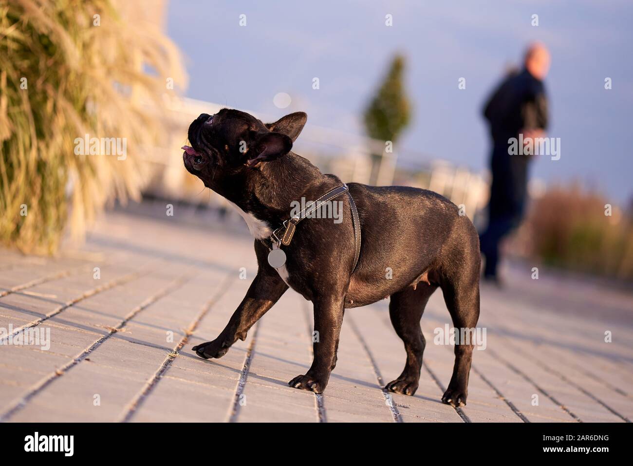 Curious black bulldog on a walk Stock Photo - Alamy