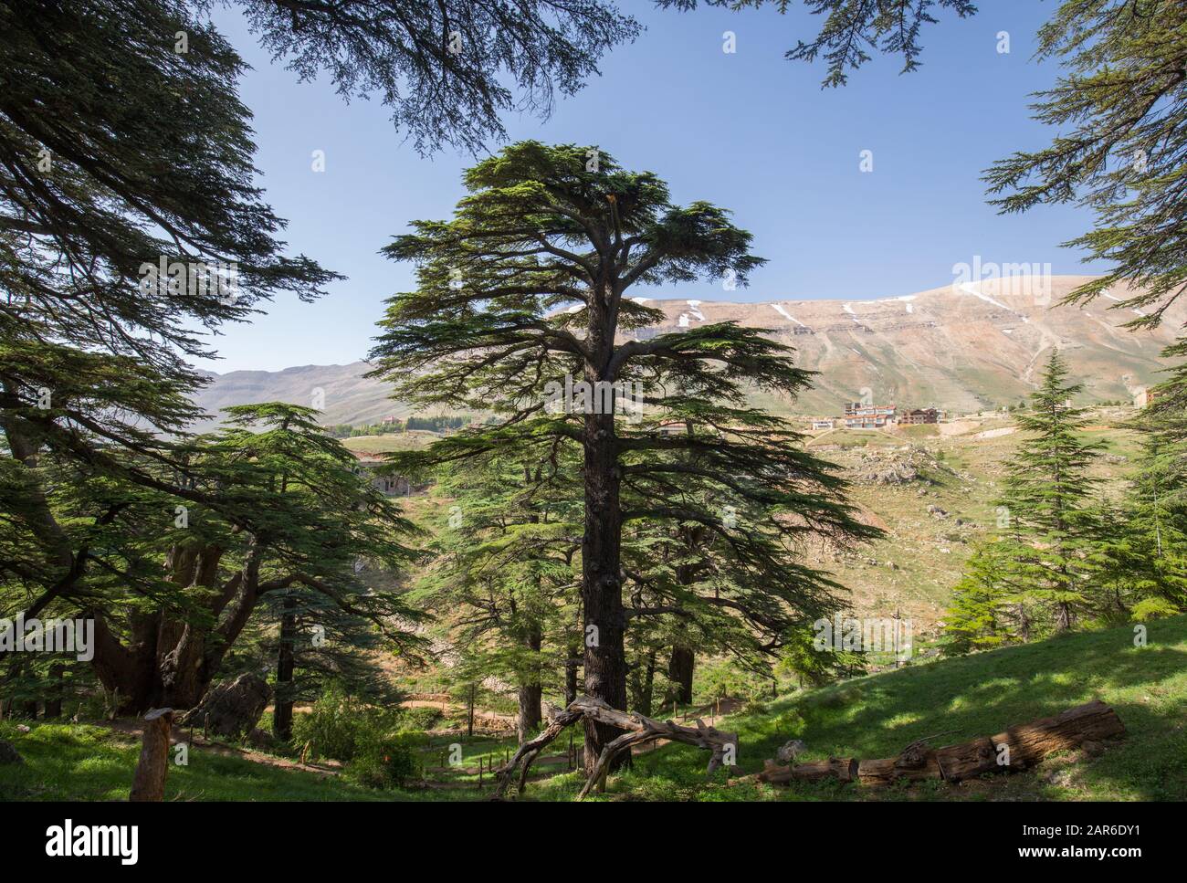 Cedars Of God