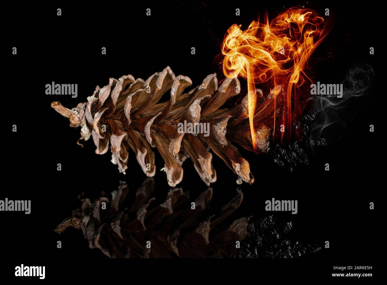 One forest brown burning pine cone with smoking fire isolated on black ...