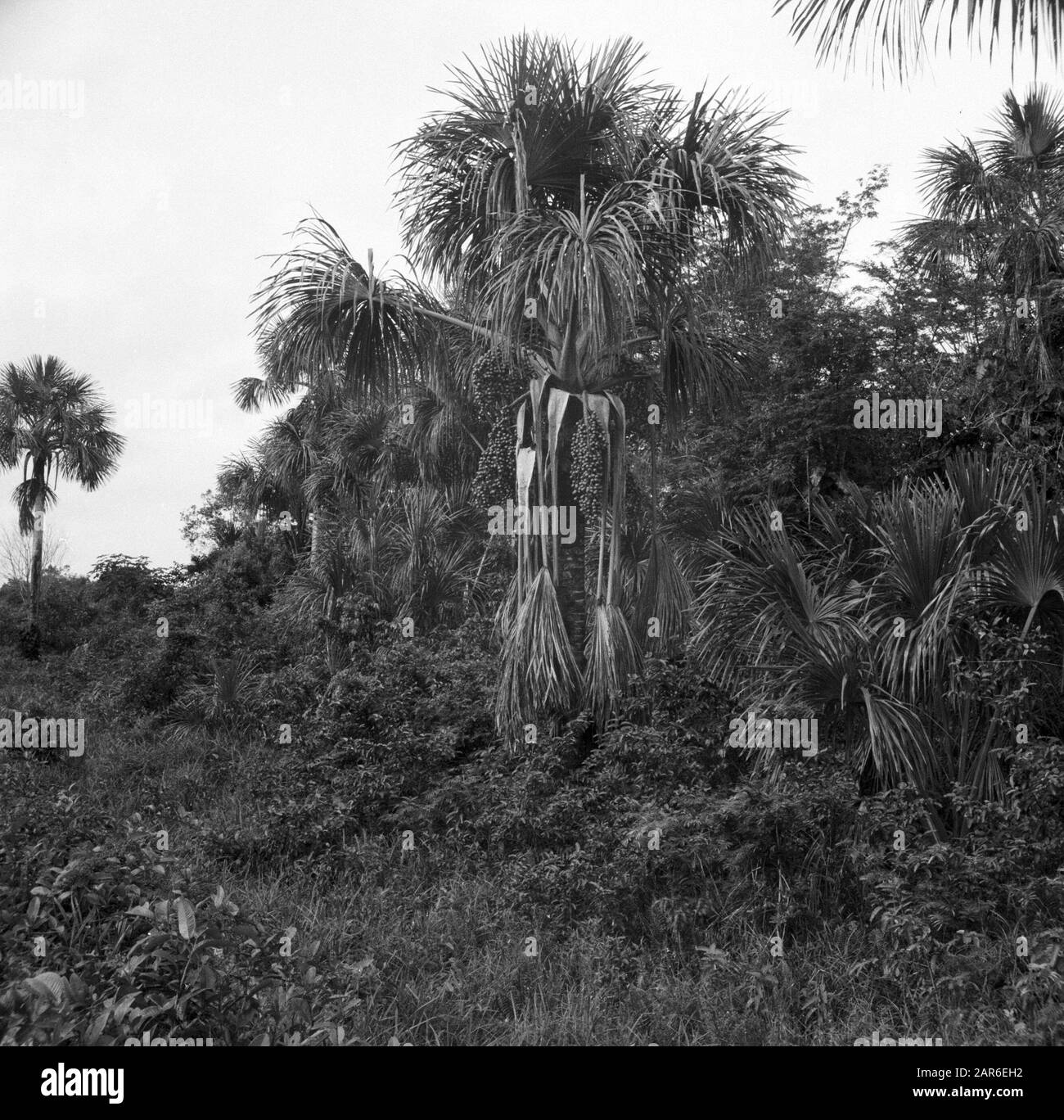 Palm tree jungle in Black and White Stock Photos & Images - Alamy