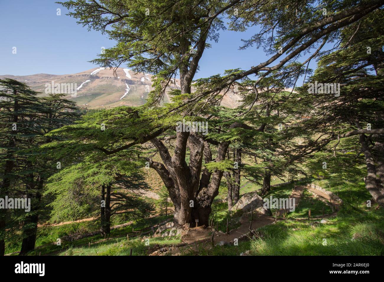 Cedars of god nature reserve hi-res stock photography and images - Alamy